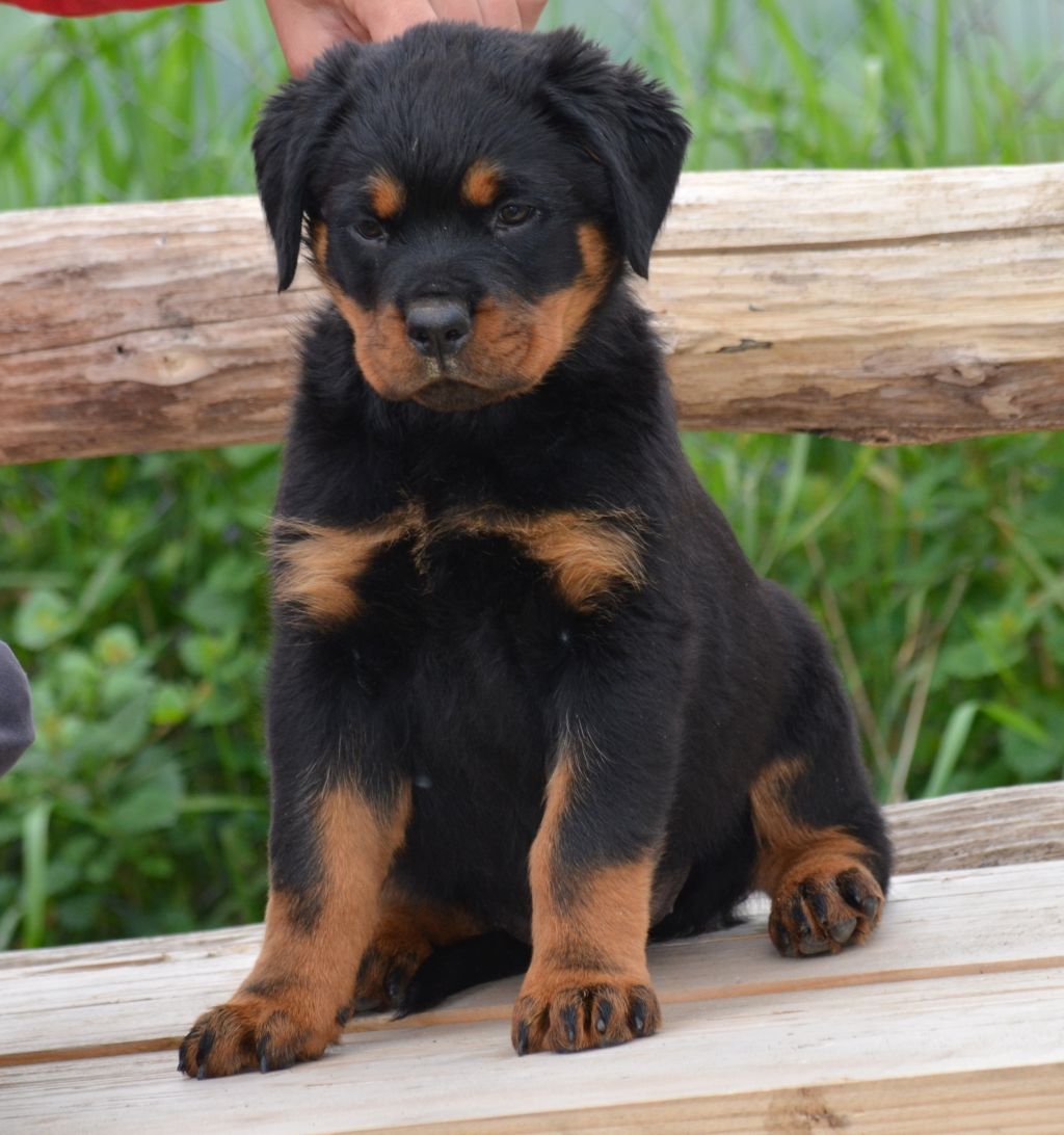Vanzari caini de rasa Rottweiler, Pui rottweiler cu pedigree